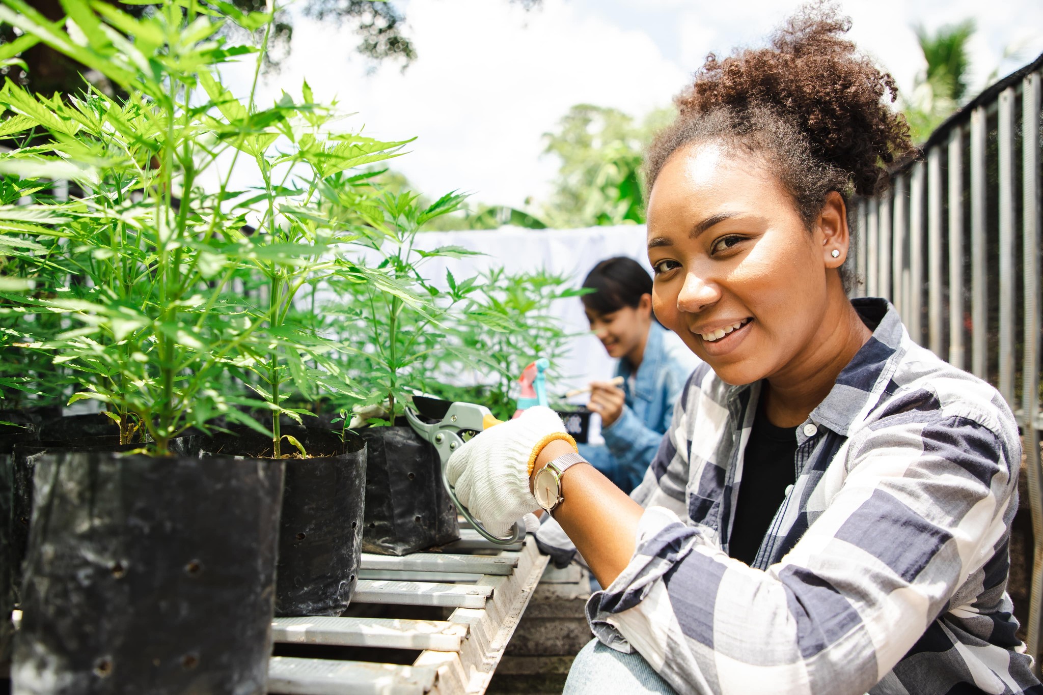 Cannabis Business Directory | Cannabis License Database | The High Index