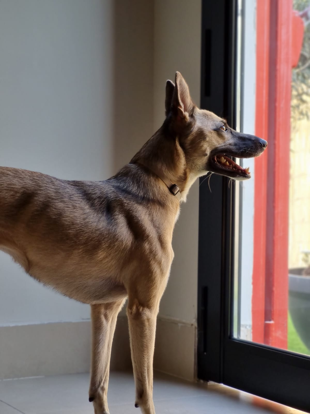 Top 6 Apartment-Friendly Dogs