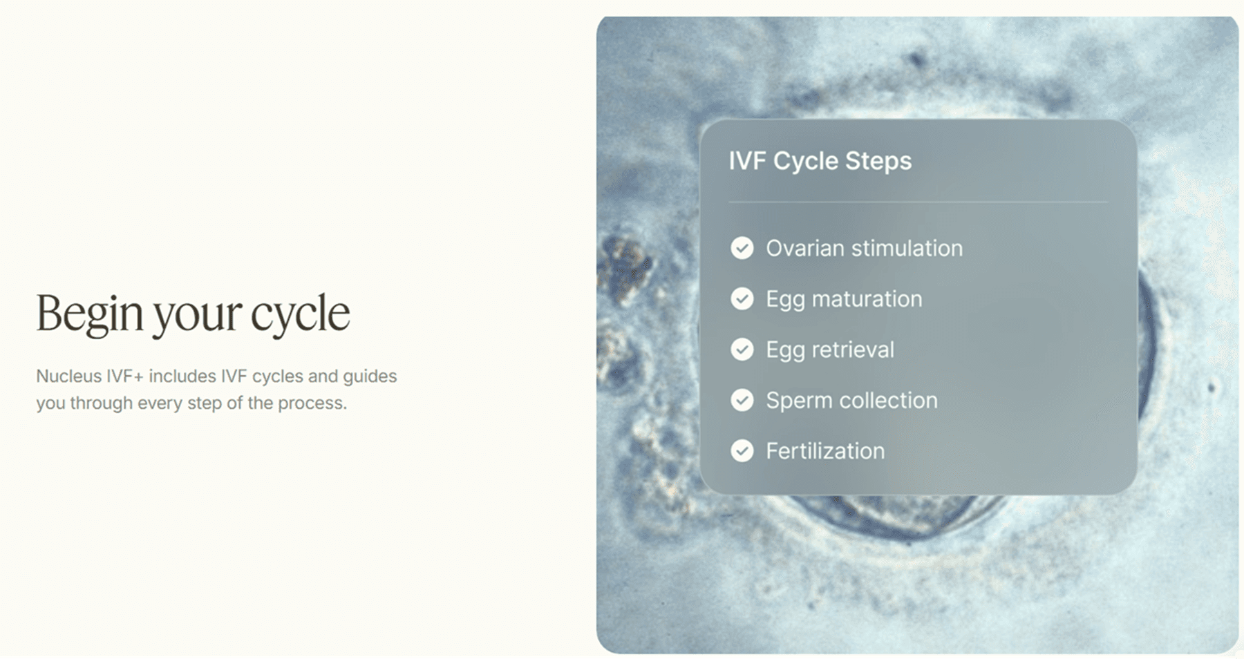 The IVF frozen embryo transfer timeline: What happens and when | Nucleus