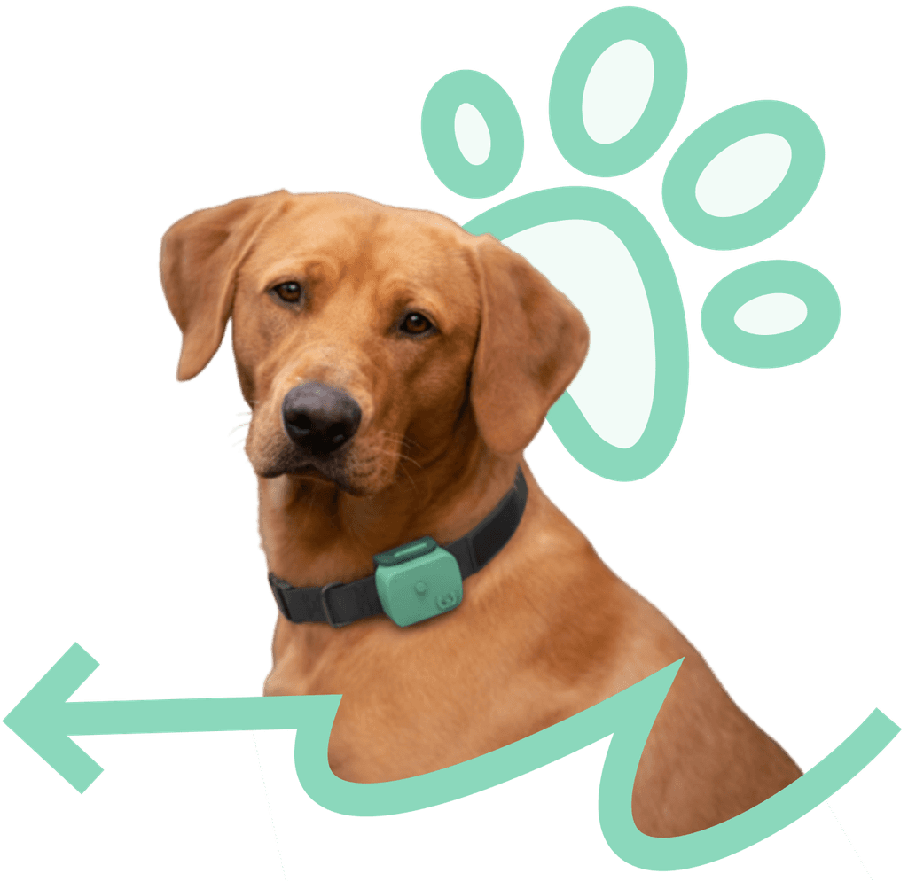 AI collar that helps dogs live happier lives - WellPet