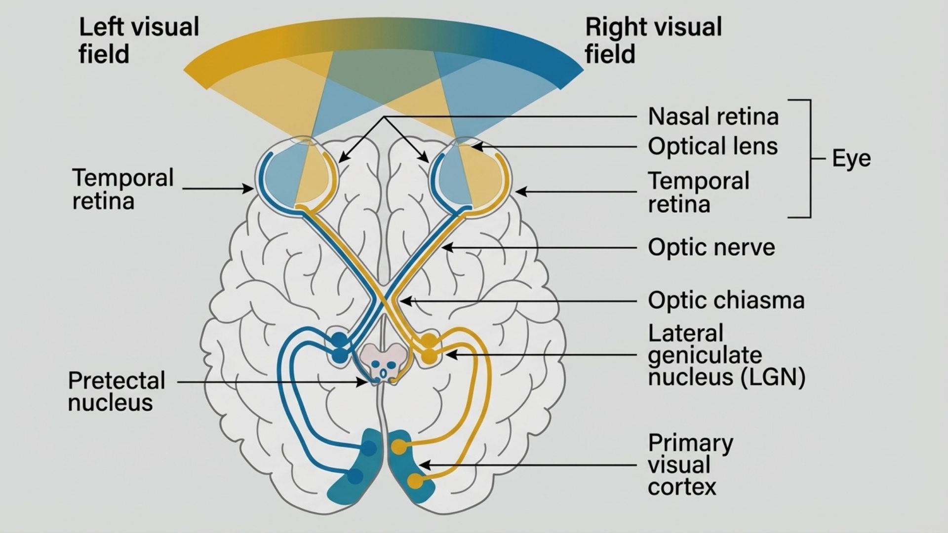 Neuro Ophthalmology - IECRC
