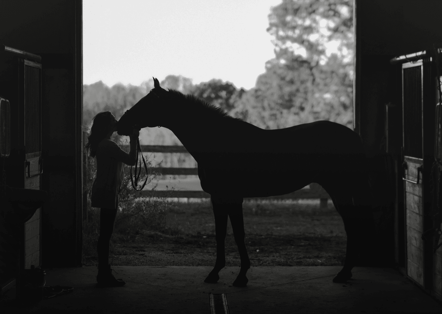 Bridle - For the Modern Equestrian
