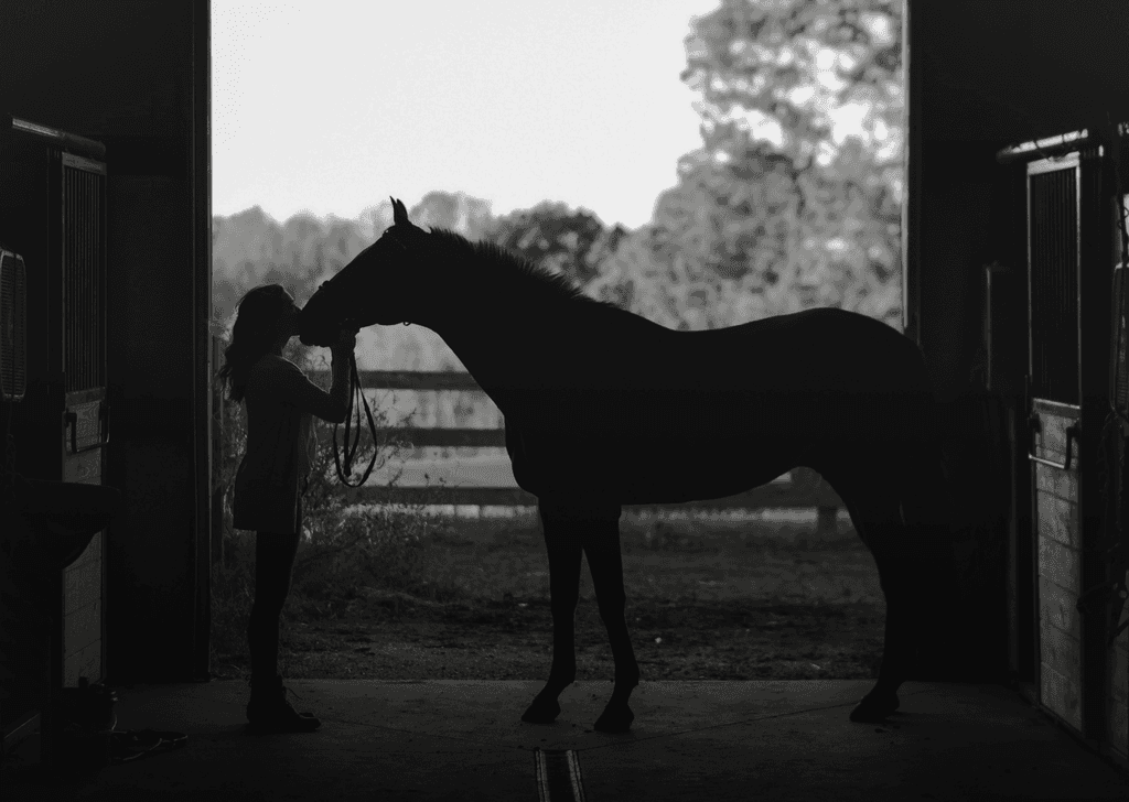 Bridle - For the Modern Equestrian