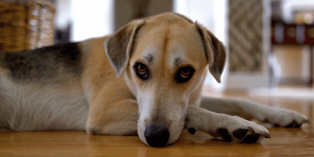 Understanding Your Dog’s Signs