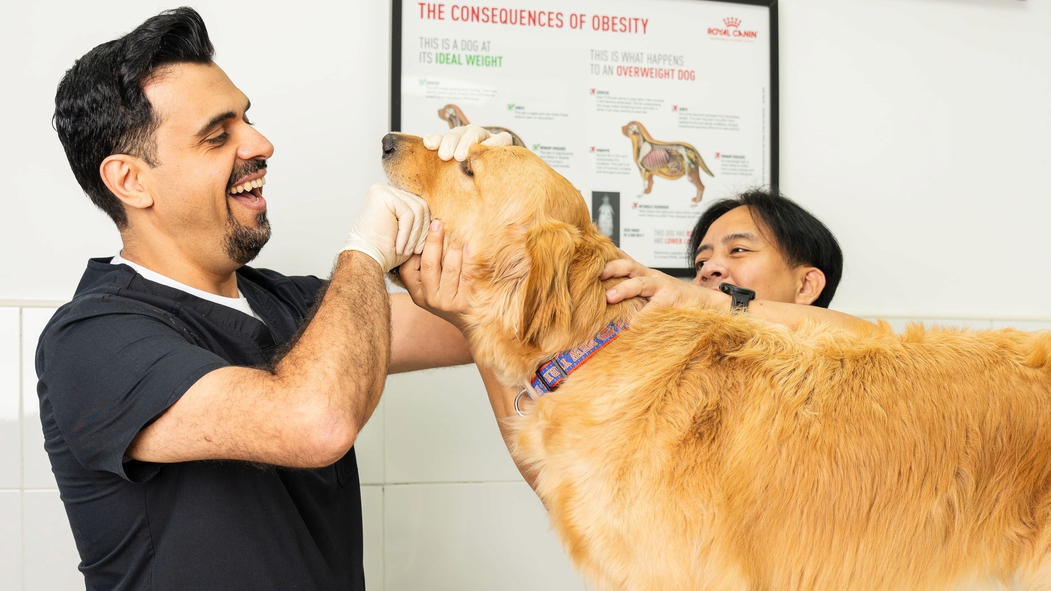 Rabies in Dogs: Causes, Symptoms, Treatment & Prevention