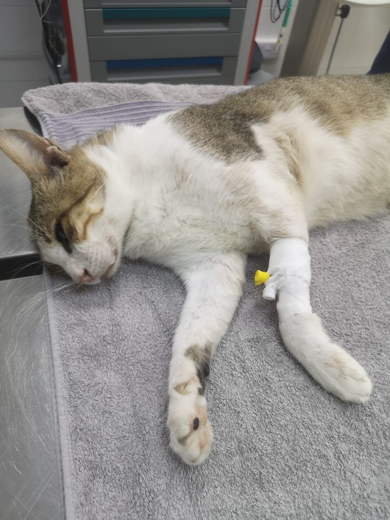 Stormy’s Recovery Story | Veterinary Wound Care in Dubai