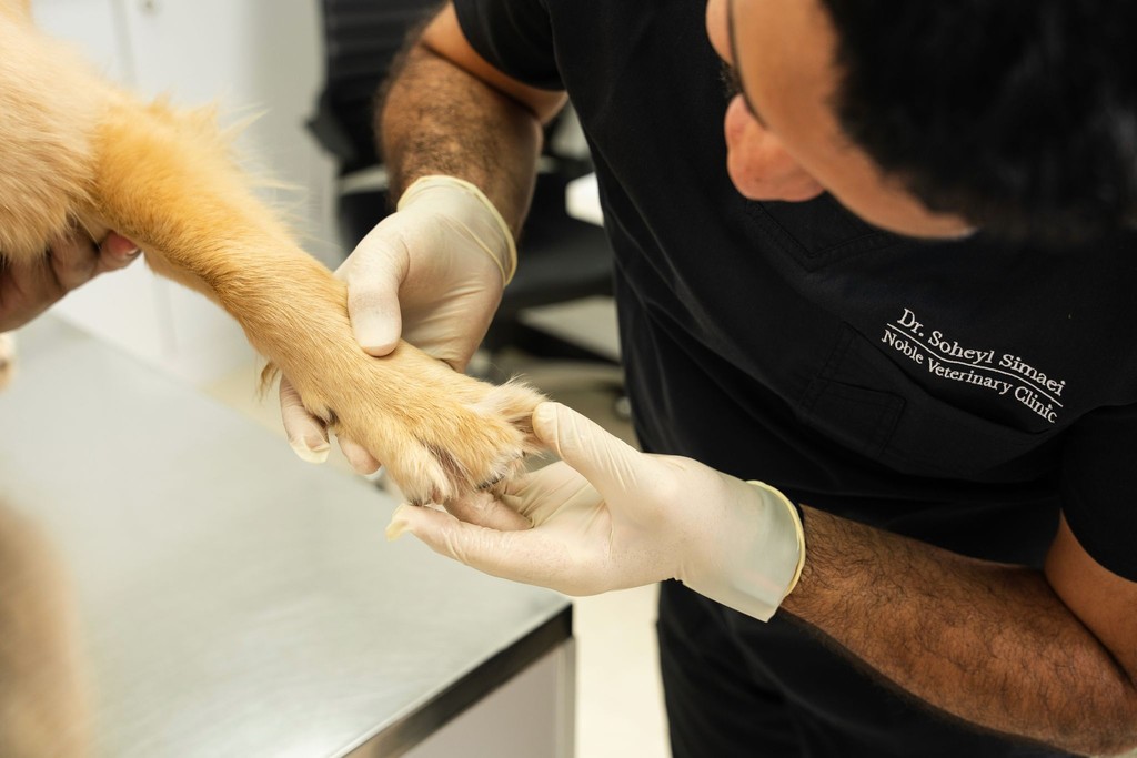 Dog Injuries: Treatment, First Aid & Recovery Tips from Vets