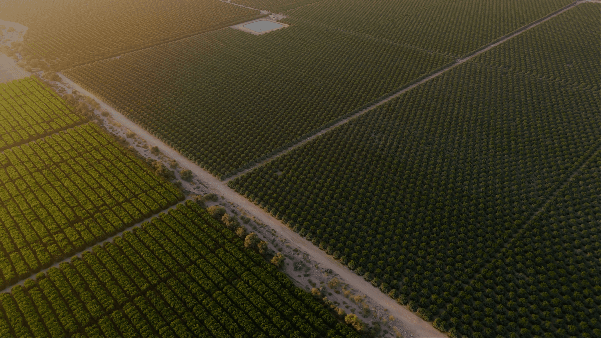 Aerobotics Drone Scan | High resolution aerial crop monitoring and analysis