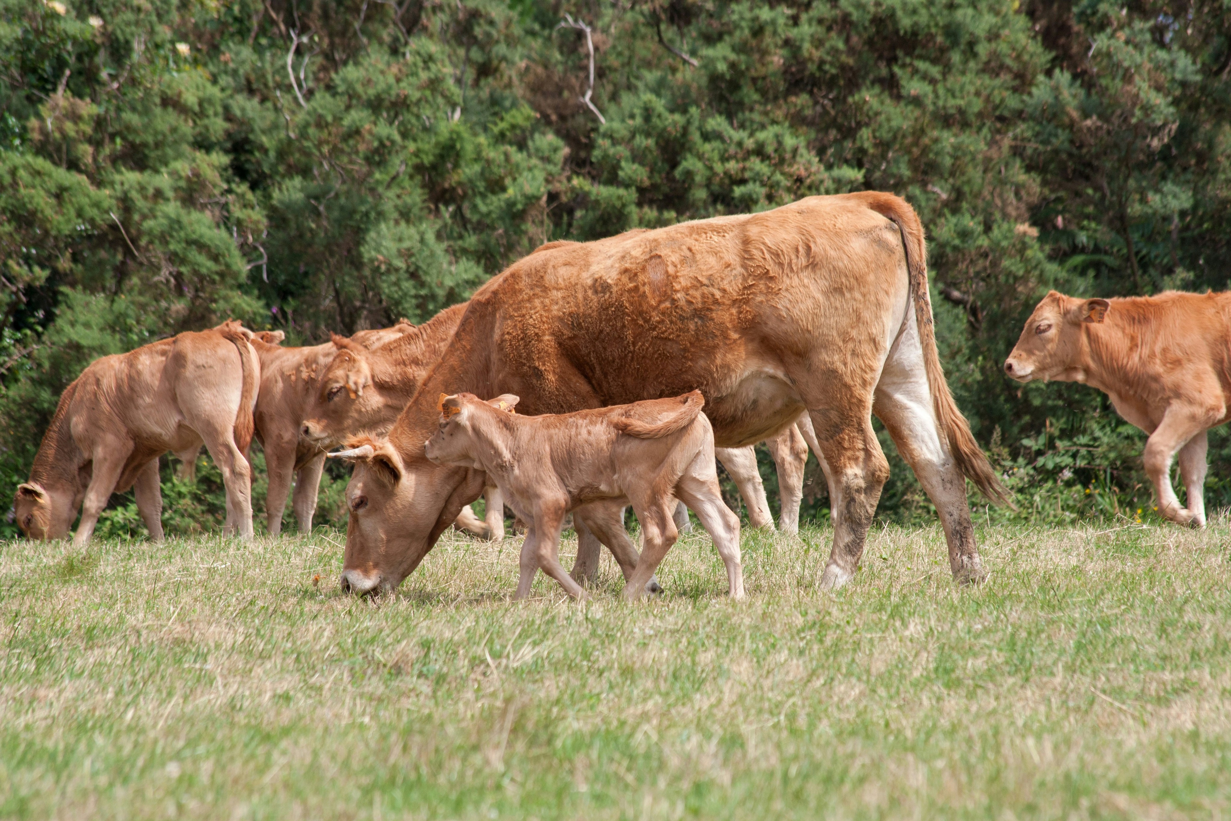 Medicamentos para aumentar la producción de leche en vacas: lo que ...