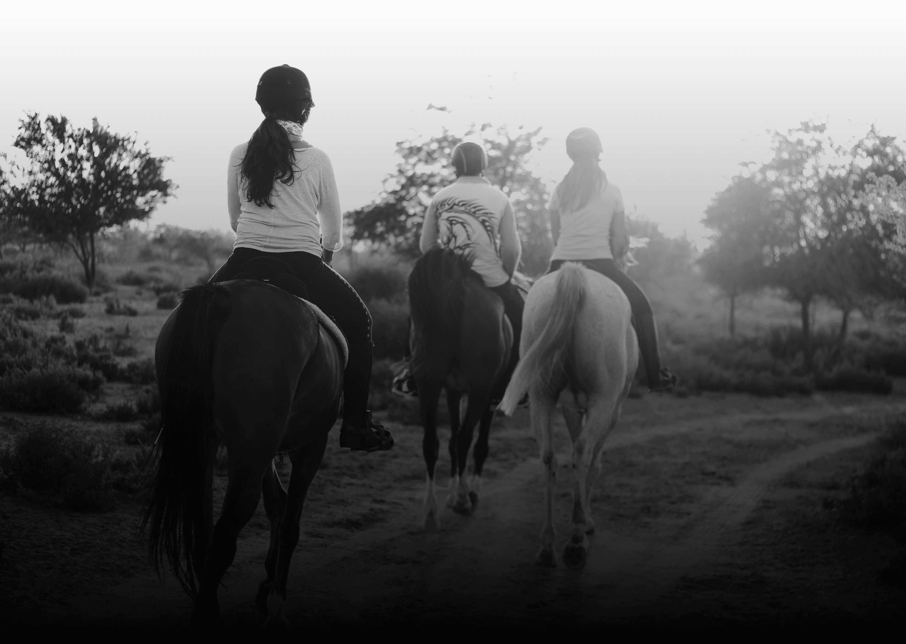 Bridle - For the Modern Equestrian