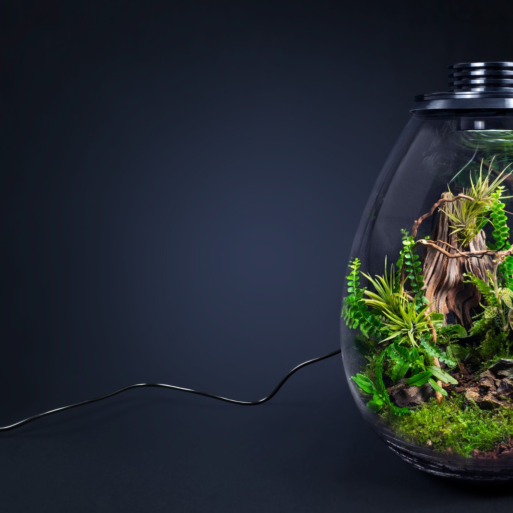 Baiosphere - Your Living Light | Mini Terrarium with Full Spectrum LED ...
