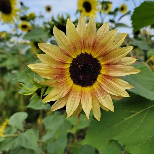 Sunflower Lodge | Farm-to-Table Dining in Mission, BC
