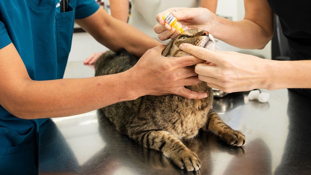 Cat Eye Infections: Symptoms, Main Causes, and Treatment