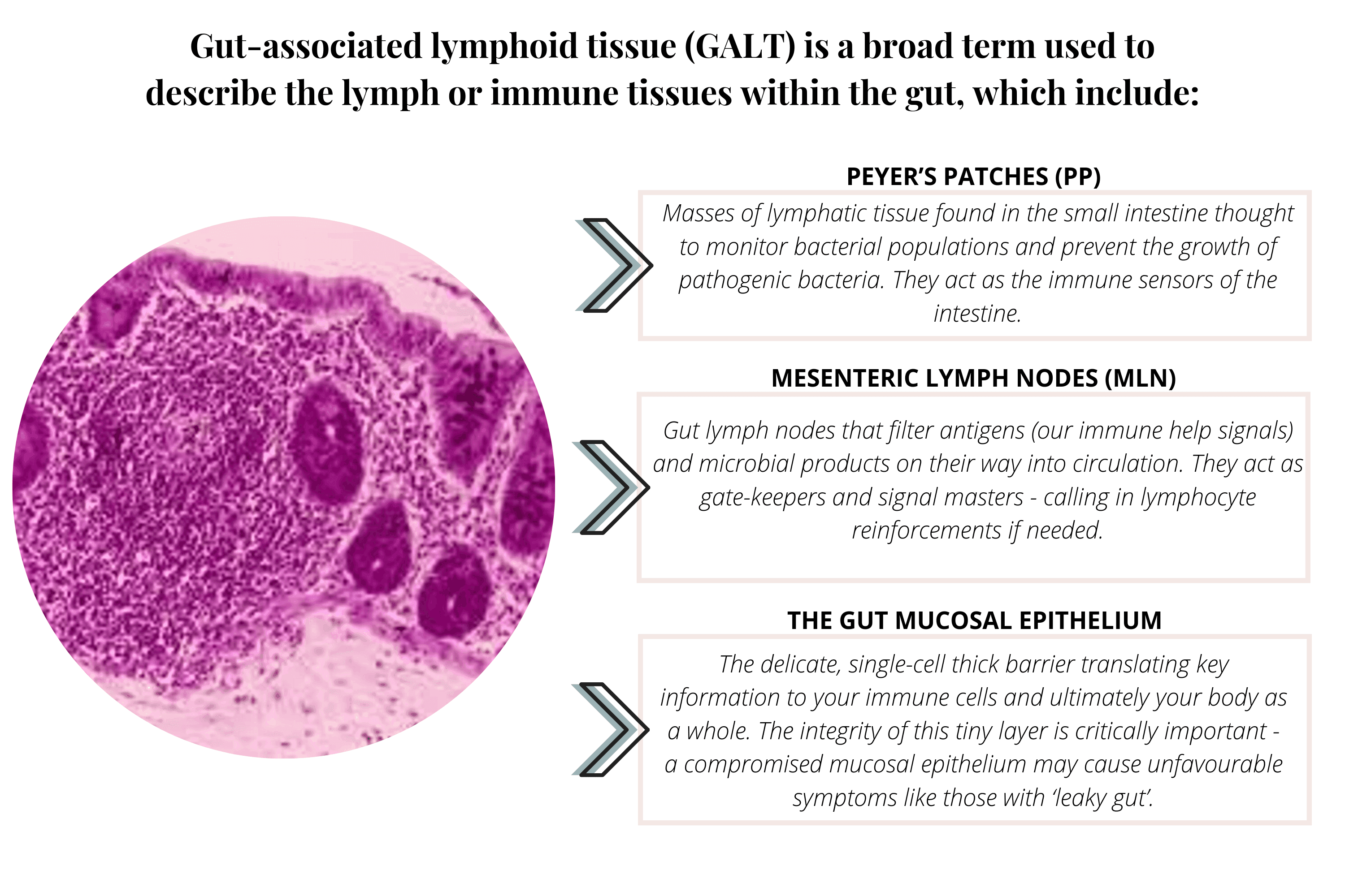 The Gut-Immune System Connection | Prana Thrive - Prana Thrive ...
