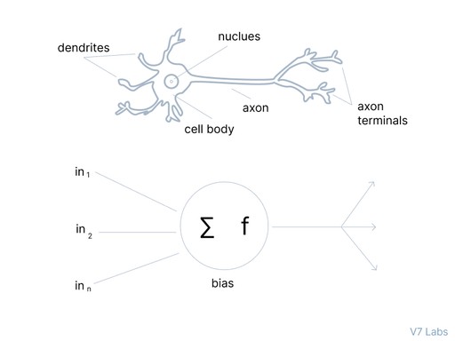 Activation Functions in Neural Networks [12 Types & Use Cases]
