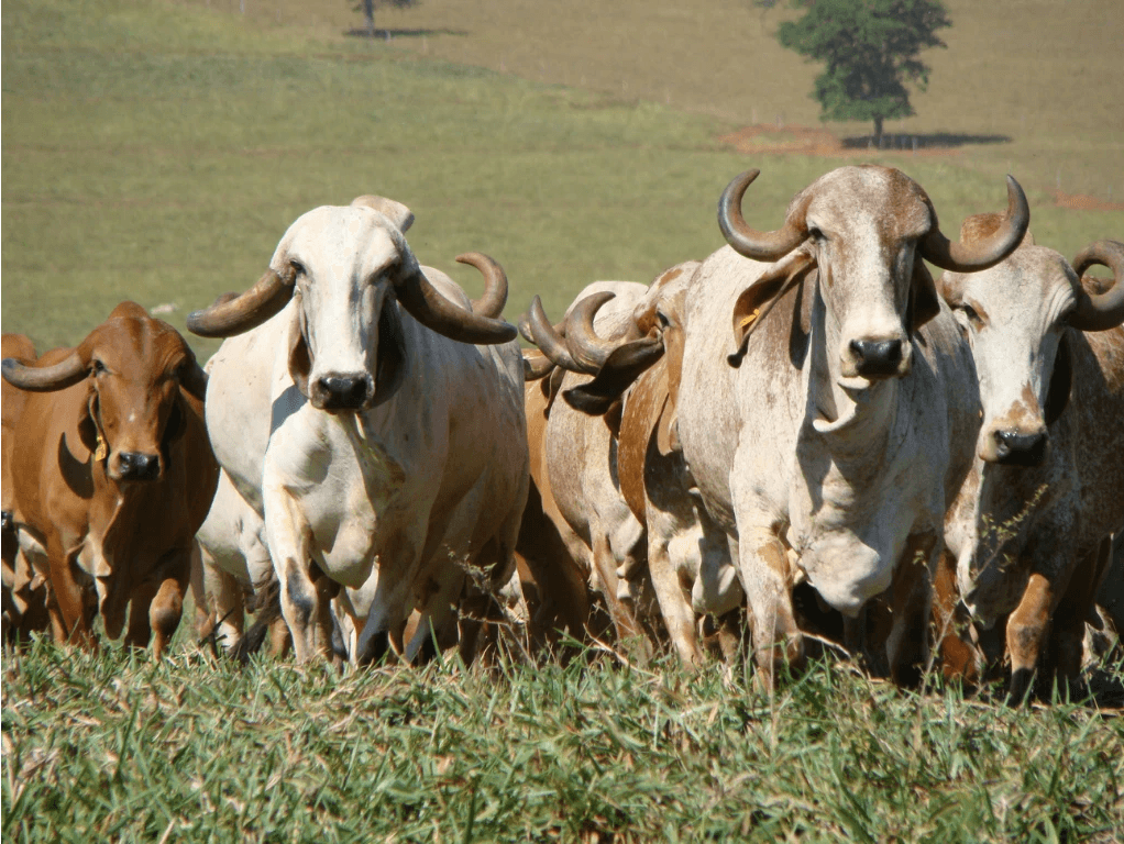 Brahmanand Gaushala - Cow Sanctuary & Protection Trust