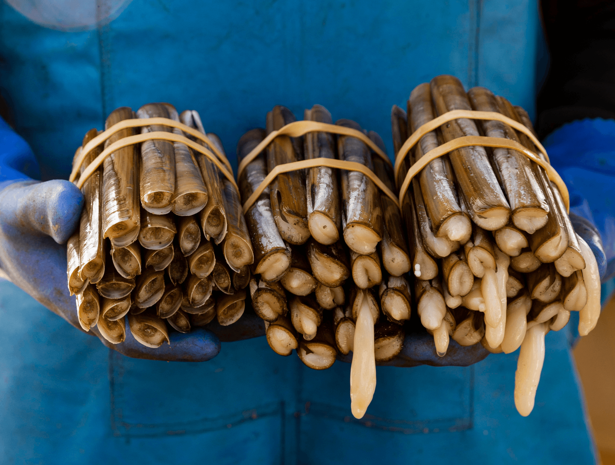 Glenmar Shellfish Ltd.