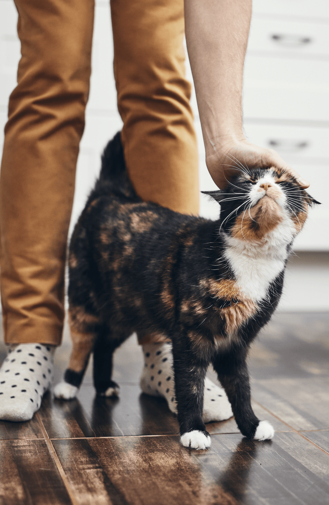 Very Important Pet Mortuary