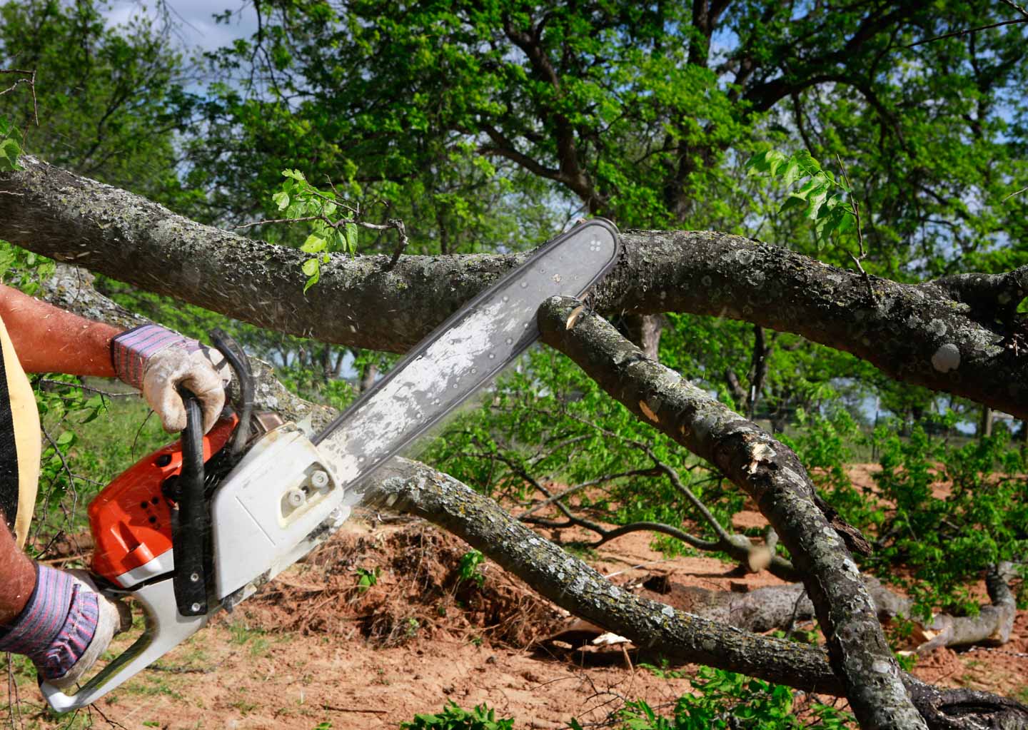 Professional Tree Removal | Athens Tree Service Inc.