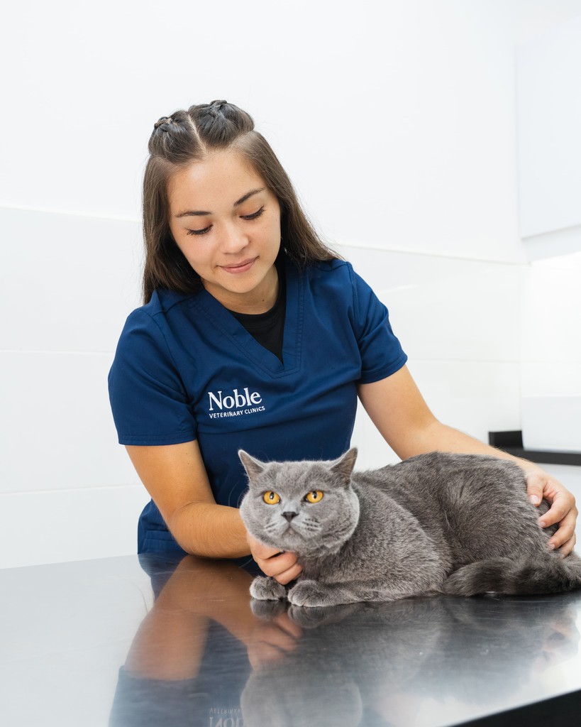 A Step-by-Step Guide on How to Clean Your Cat