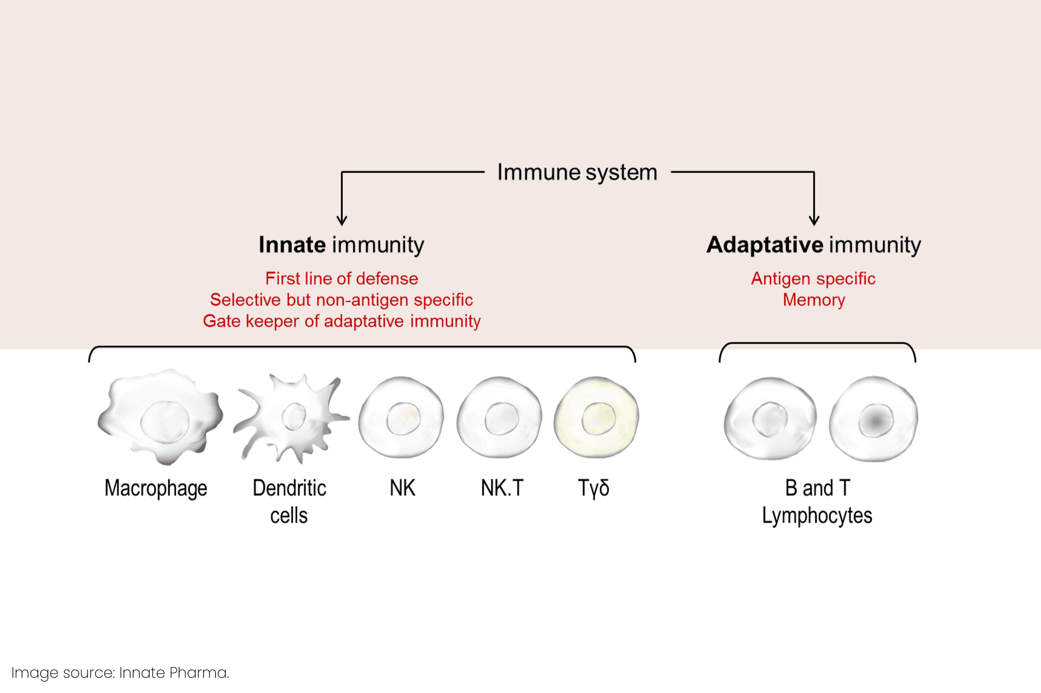 The Gut-Immune System Connection | Prana Thrive - Prana Thrive ...