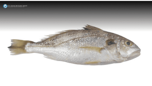 Surimi Fish: Types of fish used in the making of surimi - CV. Sinar ...