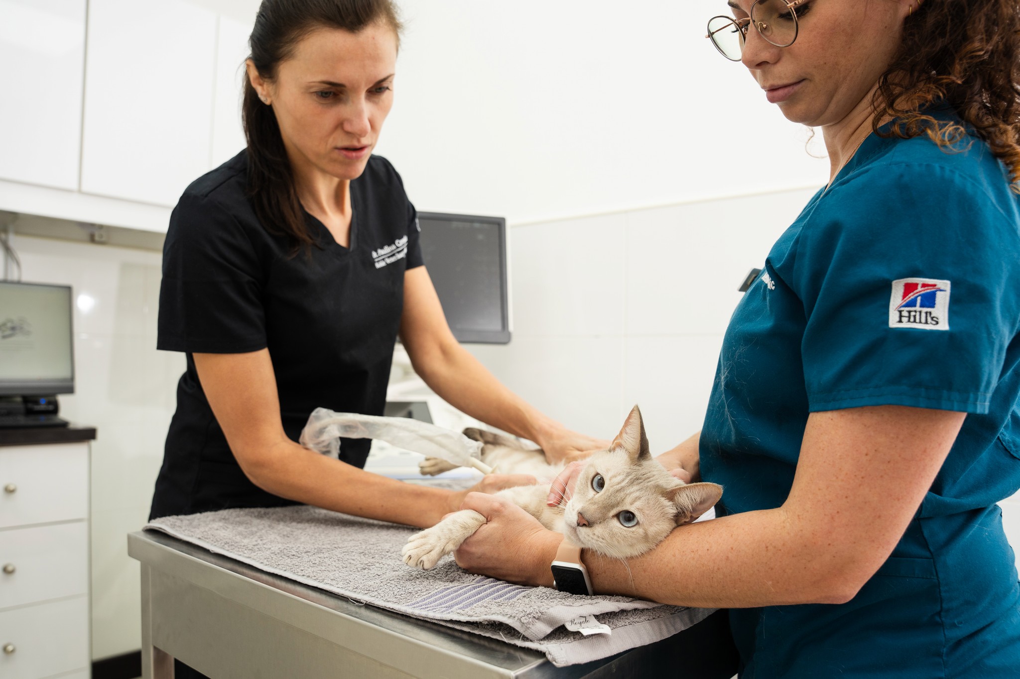 Can Cats Eat Bread? Understanding Cat Diet