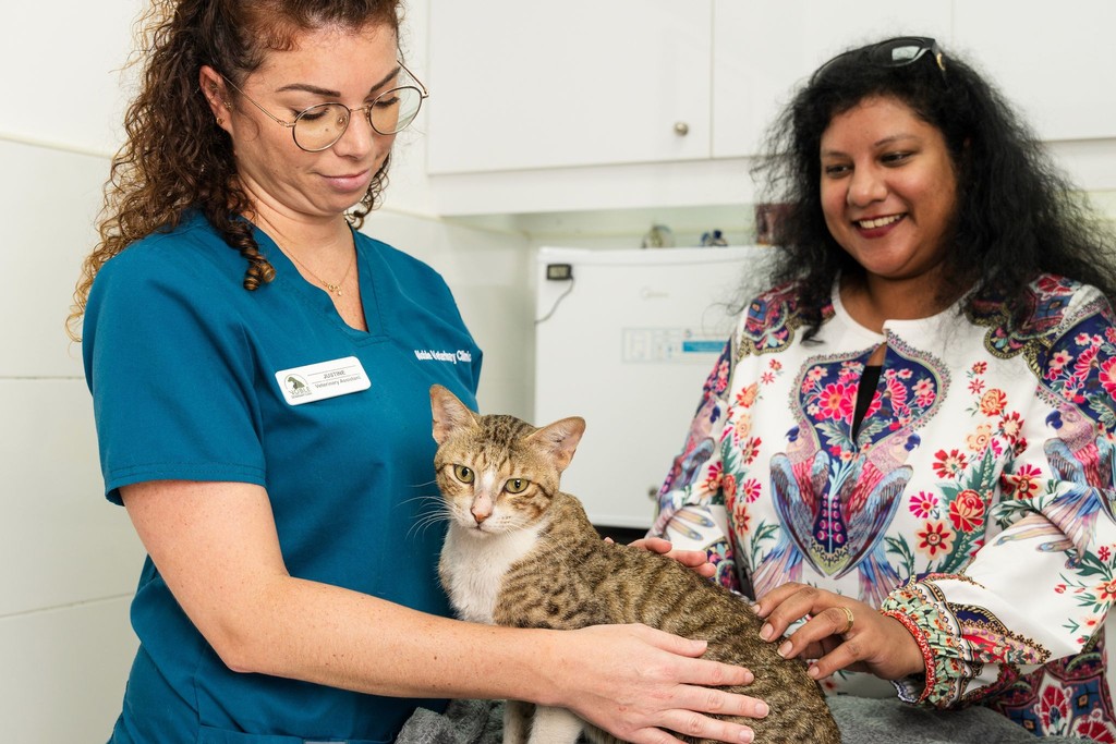 Cat Anger: How to Manage Aggressive Cat Behavior