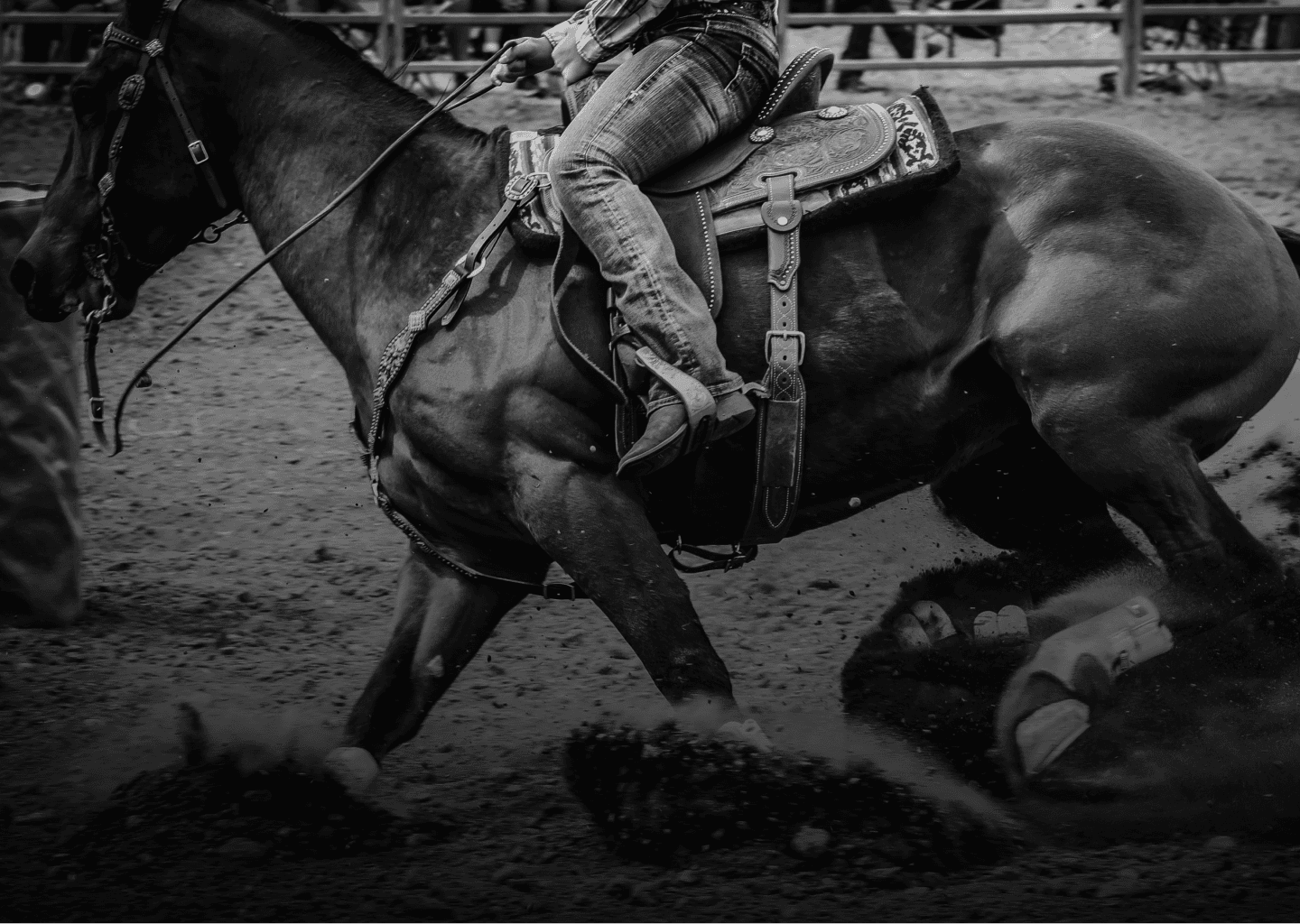 Bridle - For the Modern Equestrian