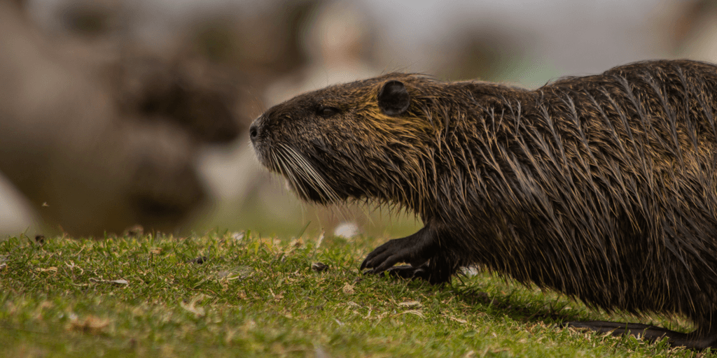 Understanding Altruism in Animals: Evolution, Behavior, and Examples ...