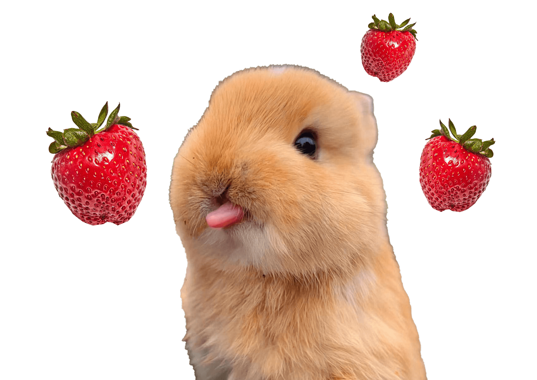 $MENG: The Official Meng Chong on Solana | The Most Viral Bunny on TikTok