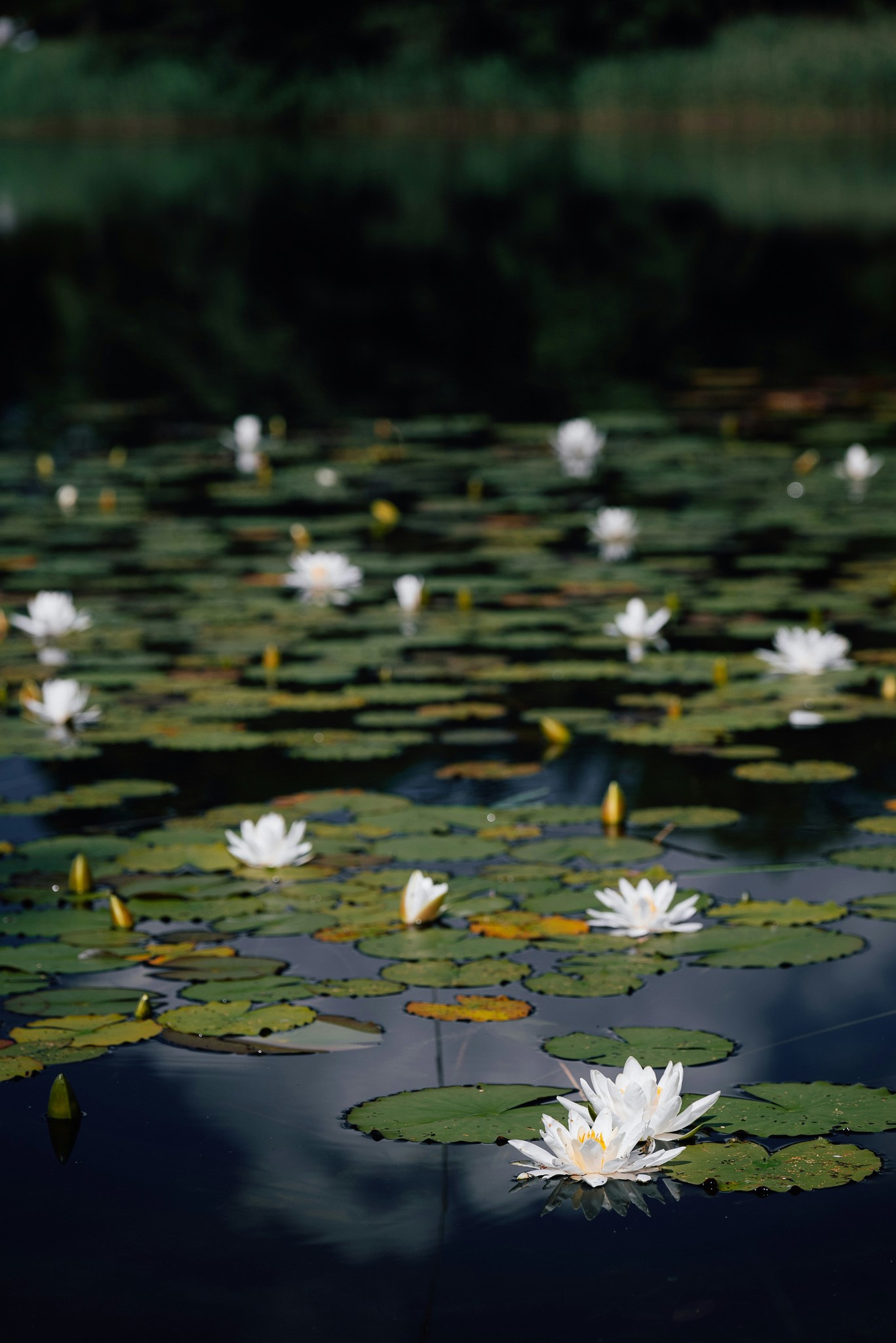 ena supply — Framer Templates & Resources