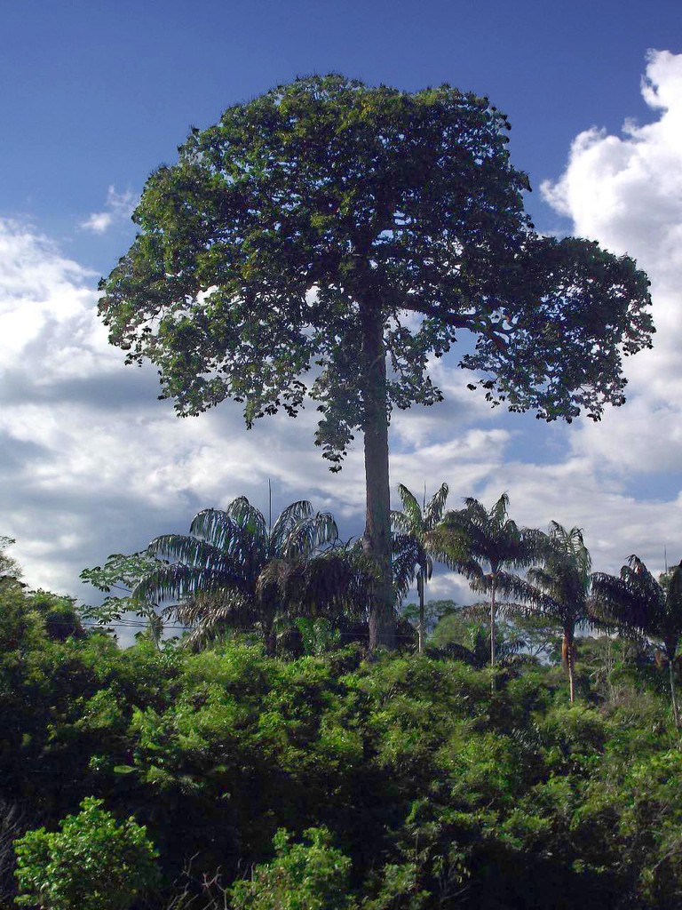 Second Bind - Brazil Nut Tree