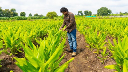 How Farmers Protect Their Crops?: Top Strategies - Leher