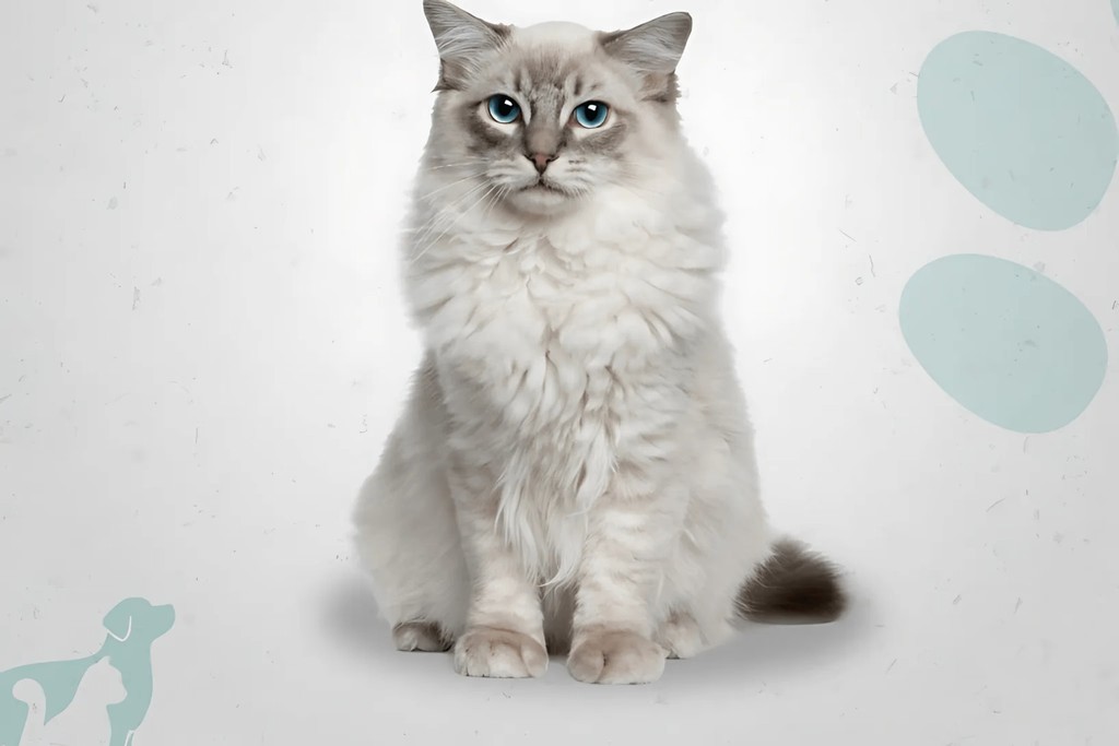 19 Animal Shelters in Dubai and the UAE to Adopt a Pet Today!