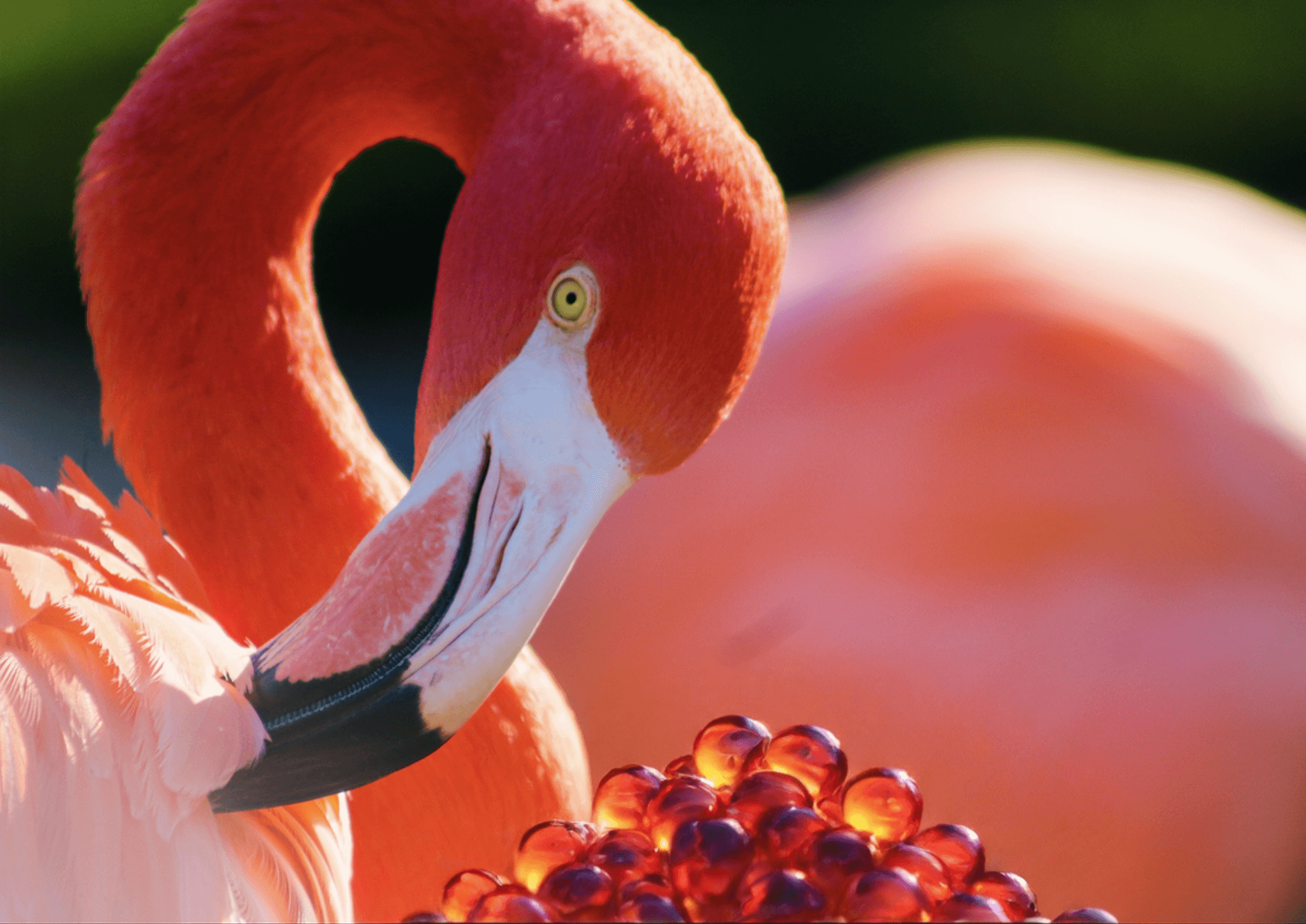 Shadowmap Learn | Knowledge base