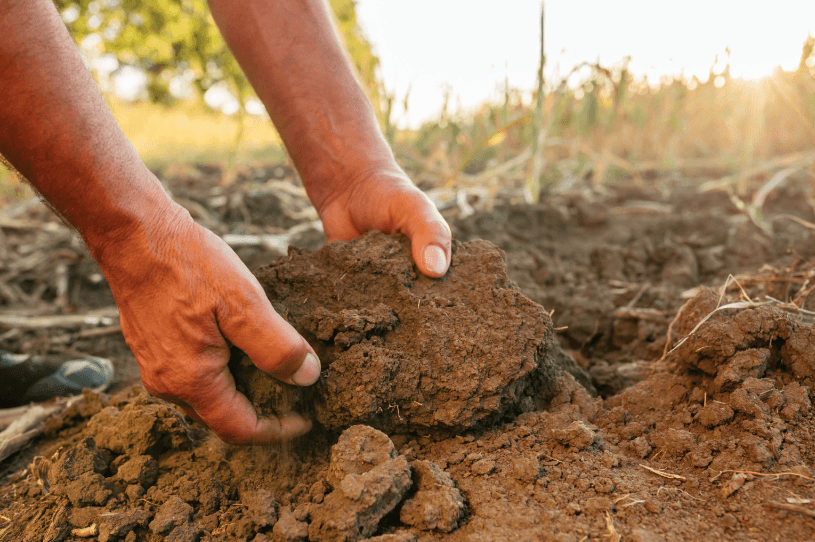 The Earth Rover Program