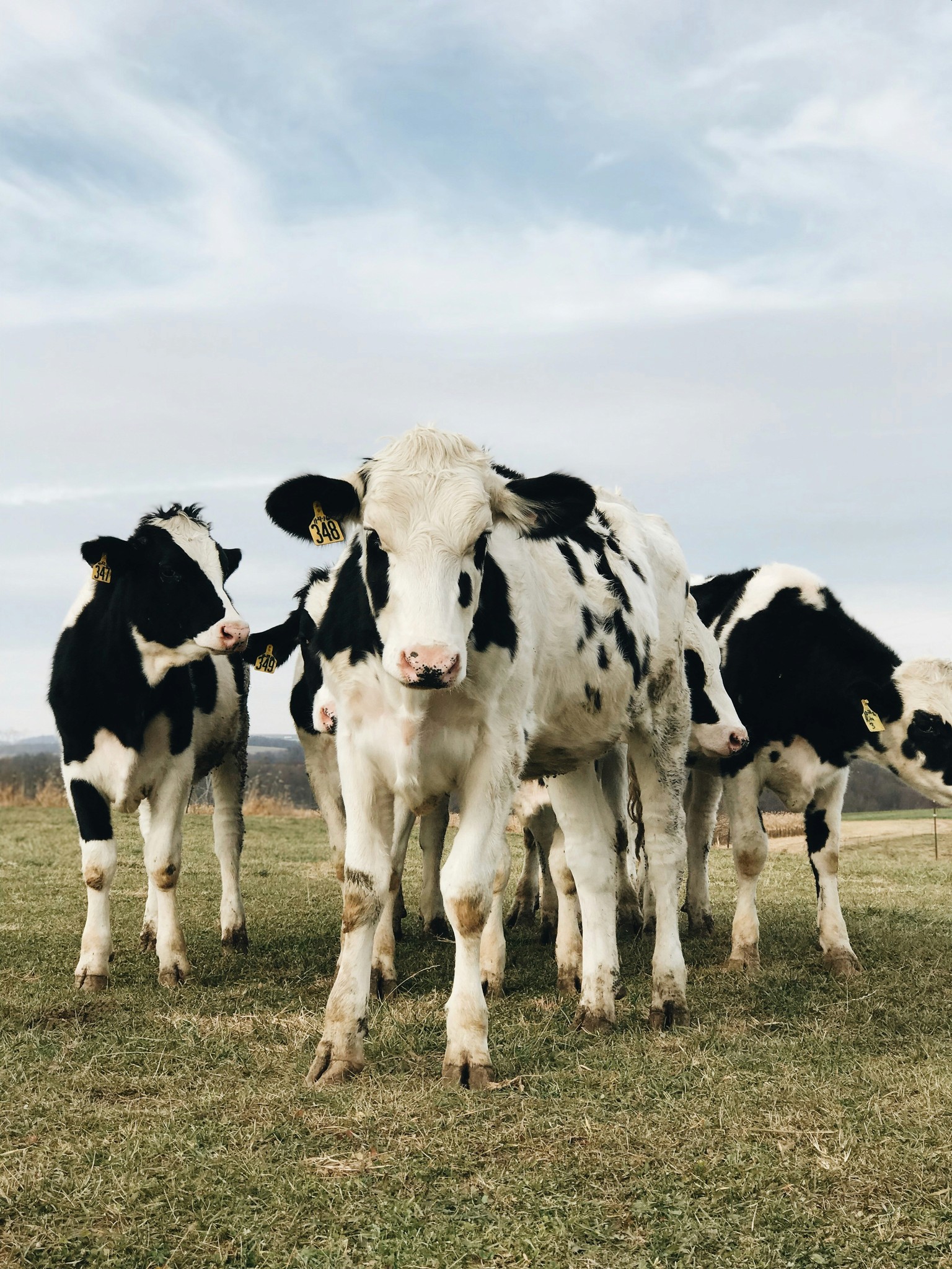 10 características de la vaca - High Especialized Pro Nutrition