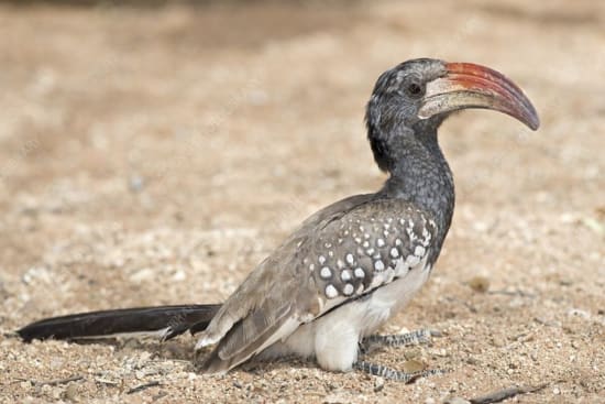 Endemic Birds of Namibia and where to spot them