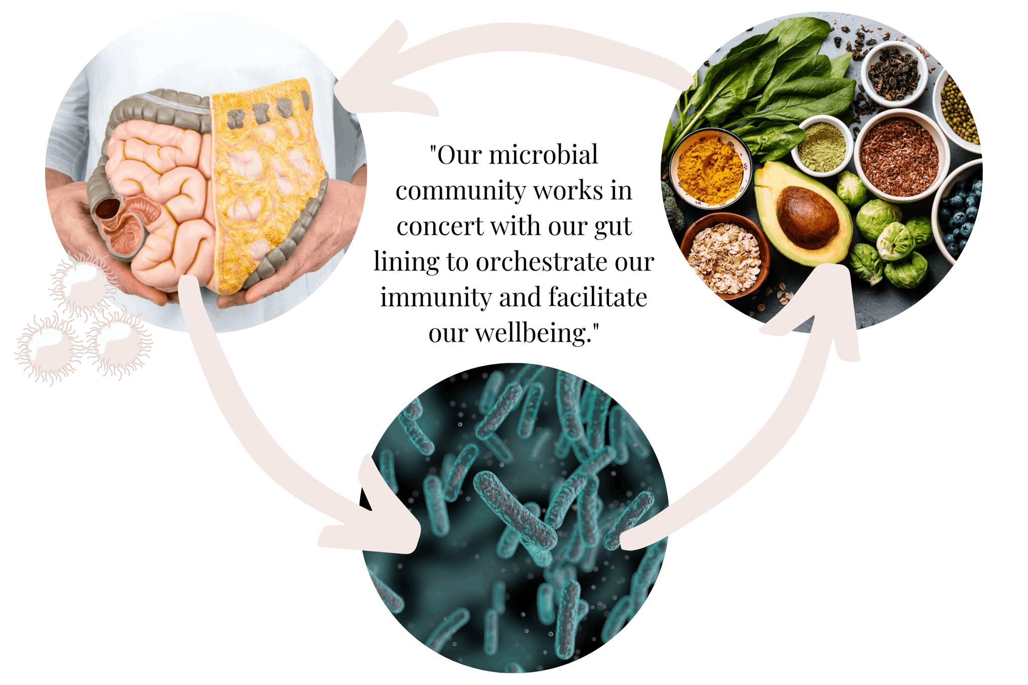 The Gut-Immune System Connection | Prana Thrive - Prana Thrive ...