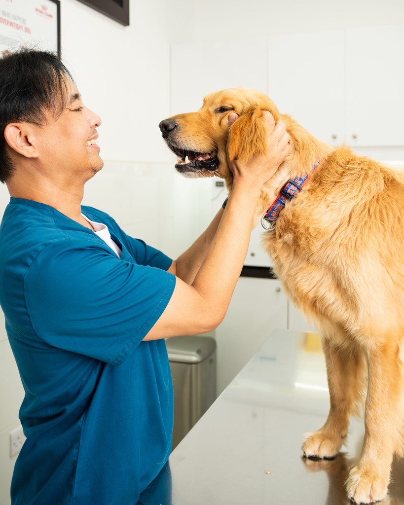 Rabies in Dogs: Causes, Symptoms, Treatment & Prevention