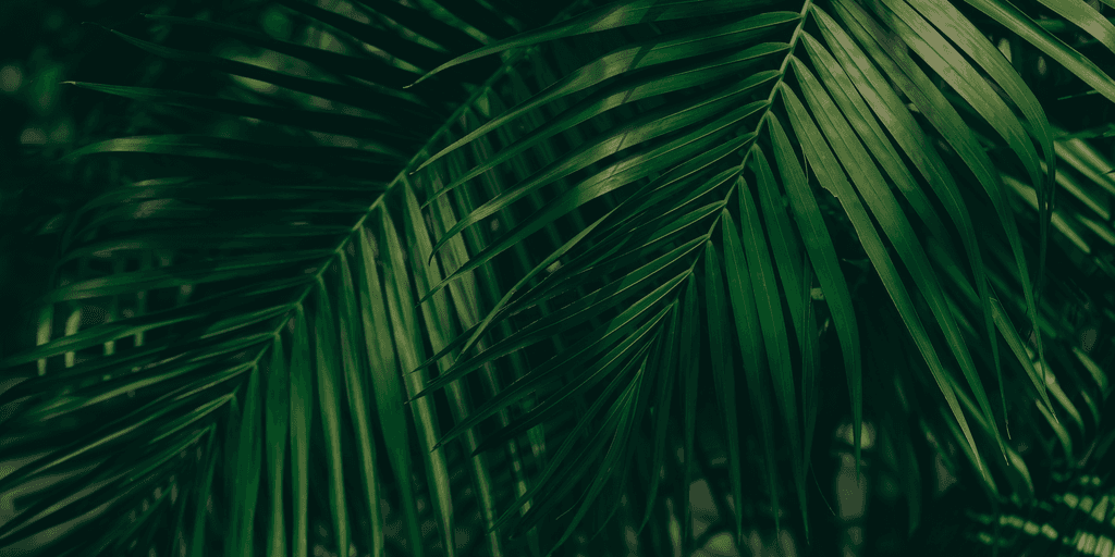 Ritual Rooftop Restaurant | Lounge | Nightclub | Downtown Charleston, SC