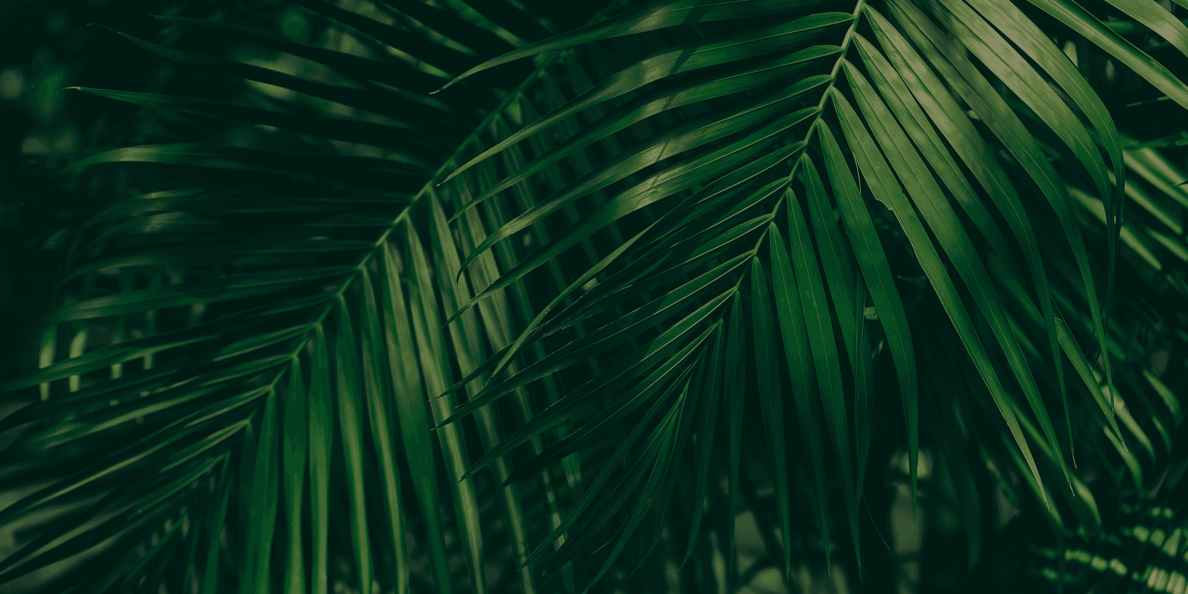 Ritual Rooftop Restaurant | Lounge | Nightclub | Downtown Charleston, SC