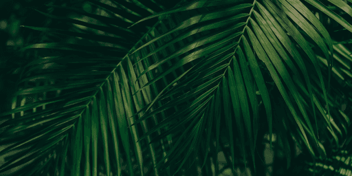 Ritual Rooftop Restaurant | Lounge | Nightclub | Downtown Charleston, SC