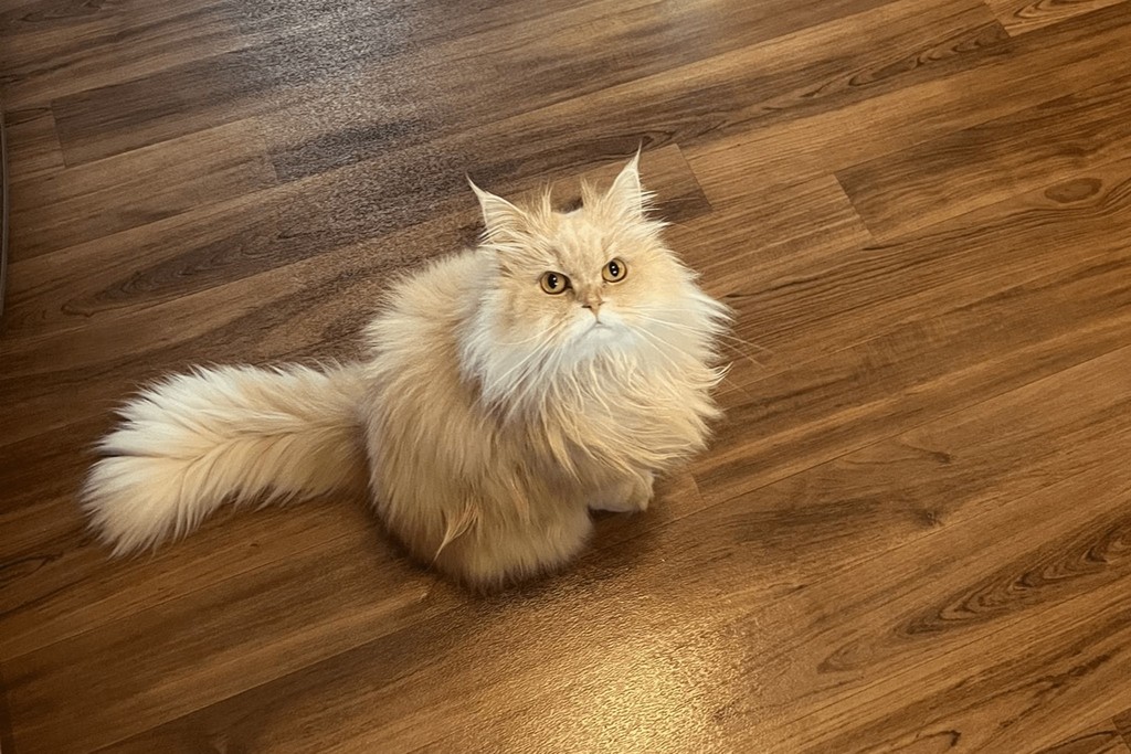 19 Animal Shelters in Dubai and the UAE to Adopt a Pet Today!