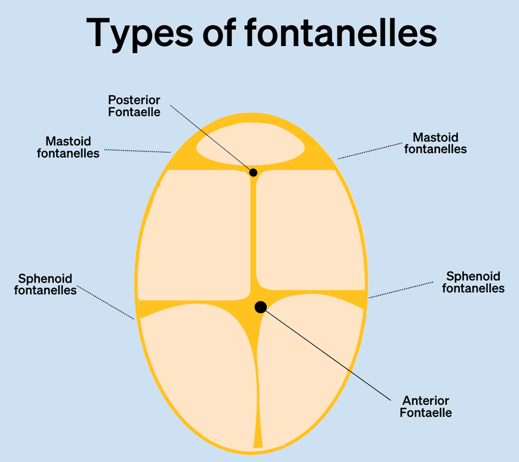 Your baby's soft spot (fontanelle) | Summer Health