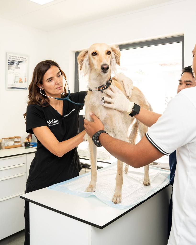 Coccidia in Dogs: Transmission, Symptoms, and Treatment