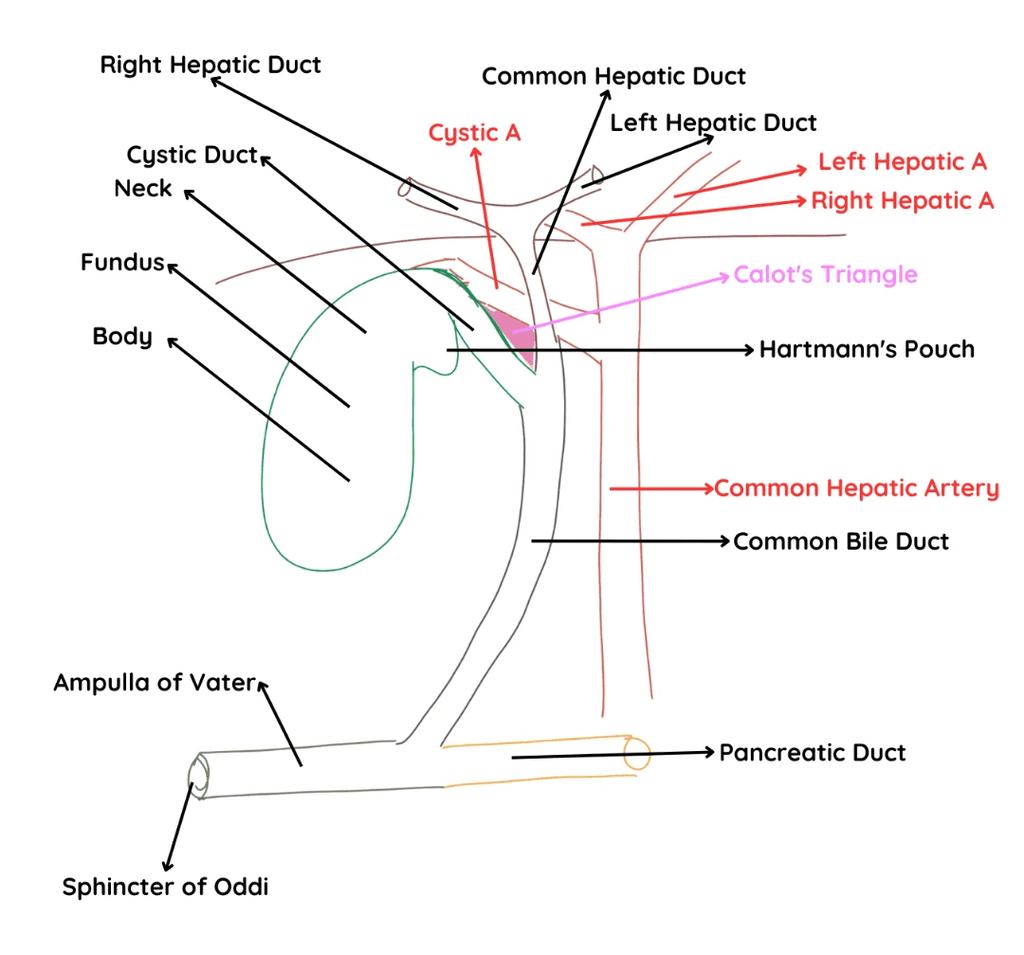 Calot's Triangle · The Medical Trench Blog