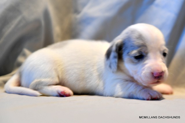McMillan's Dachshunds | Available Puppies