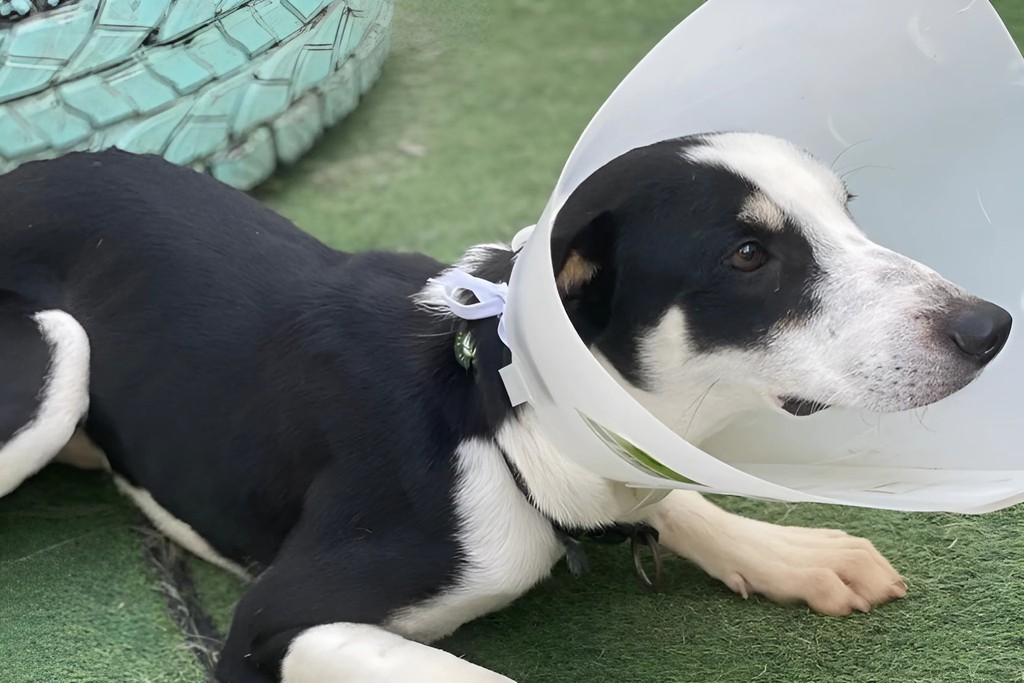 19 Animal Shelters in Dubai and the UAE to Adopt a Pet Today!